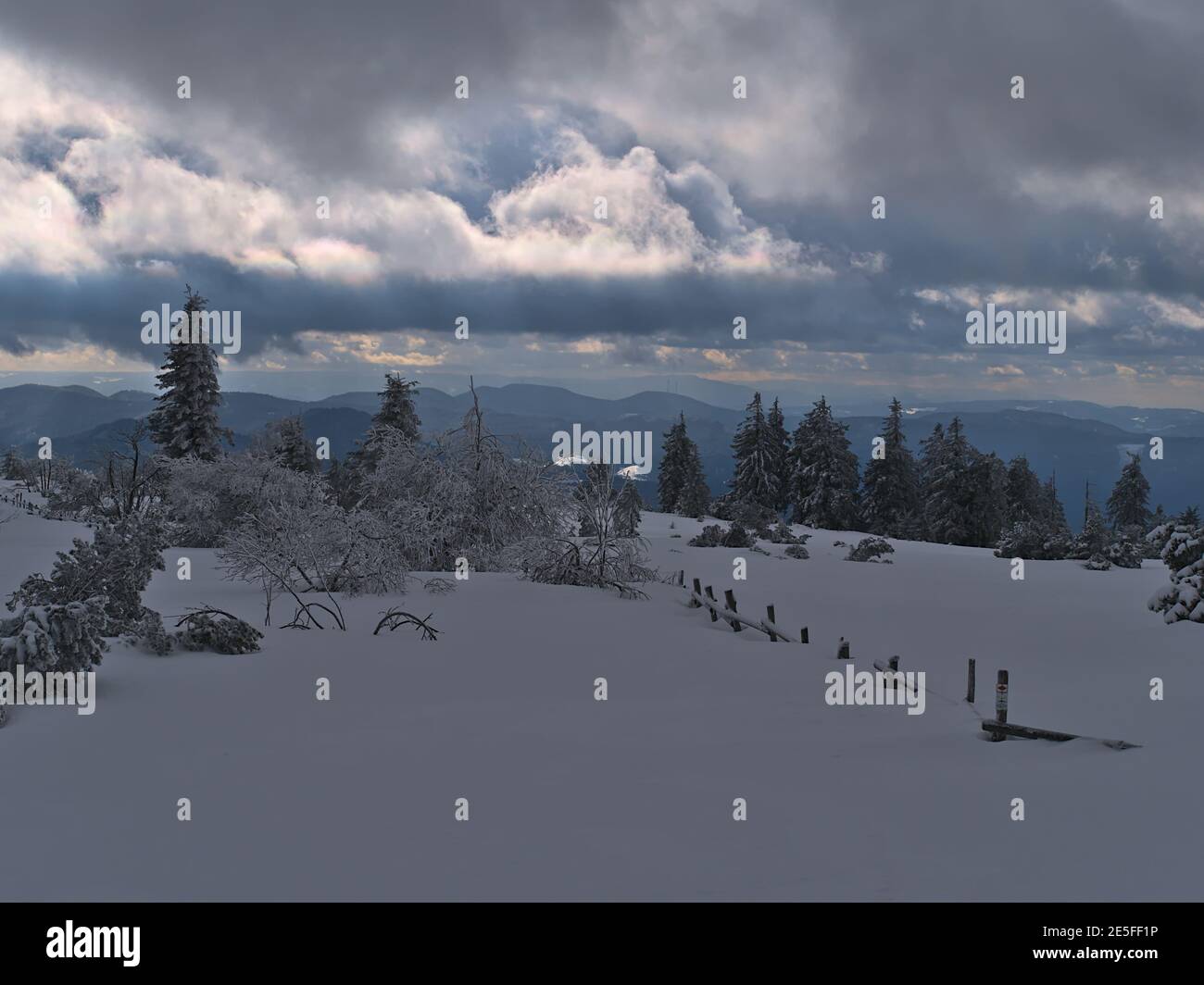 Frozen trees hi-res stock photography and images - Alamy