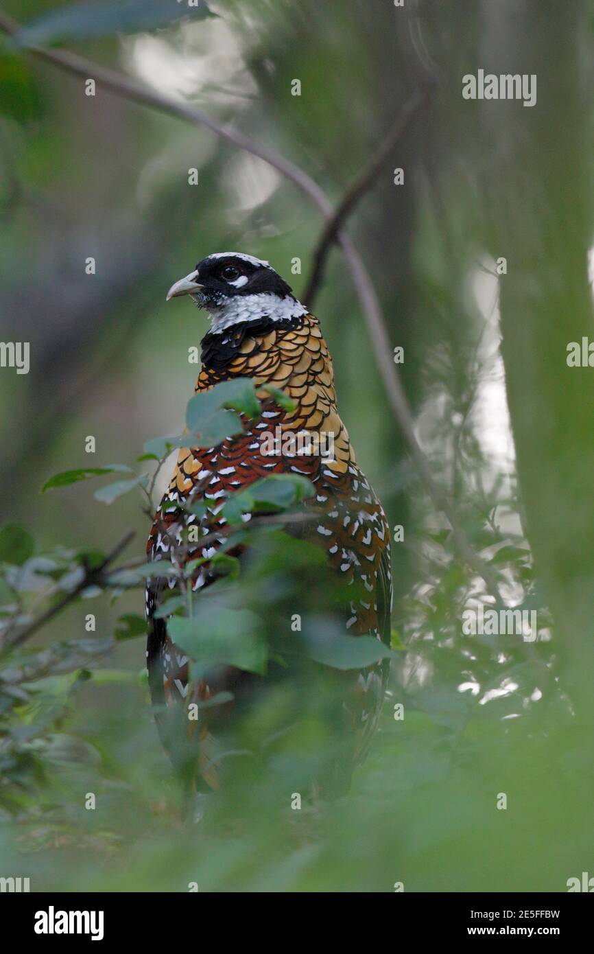 Reeves' Pheasant (Syrmaticus reevesii), male, in roadside vegetation ...