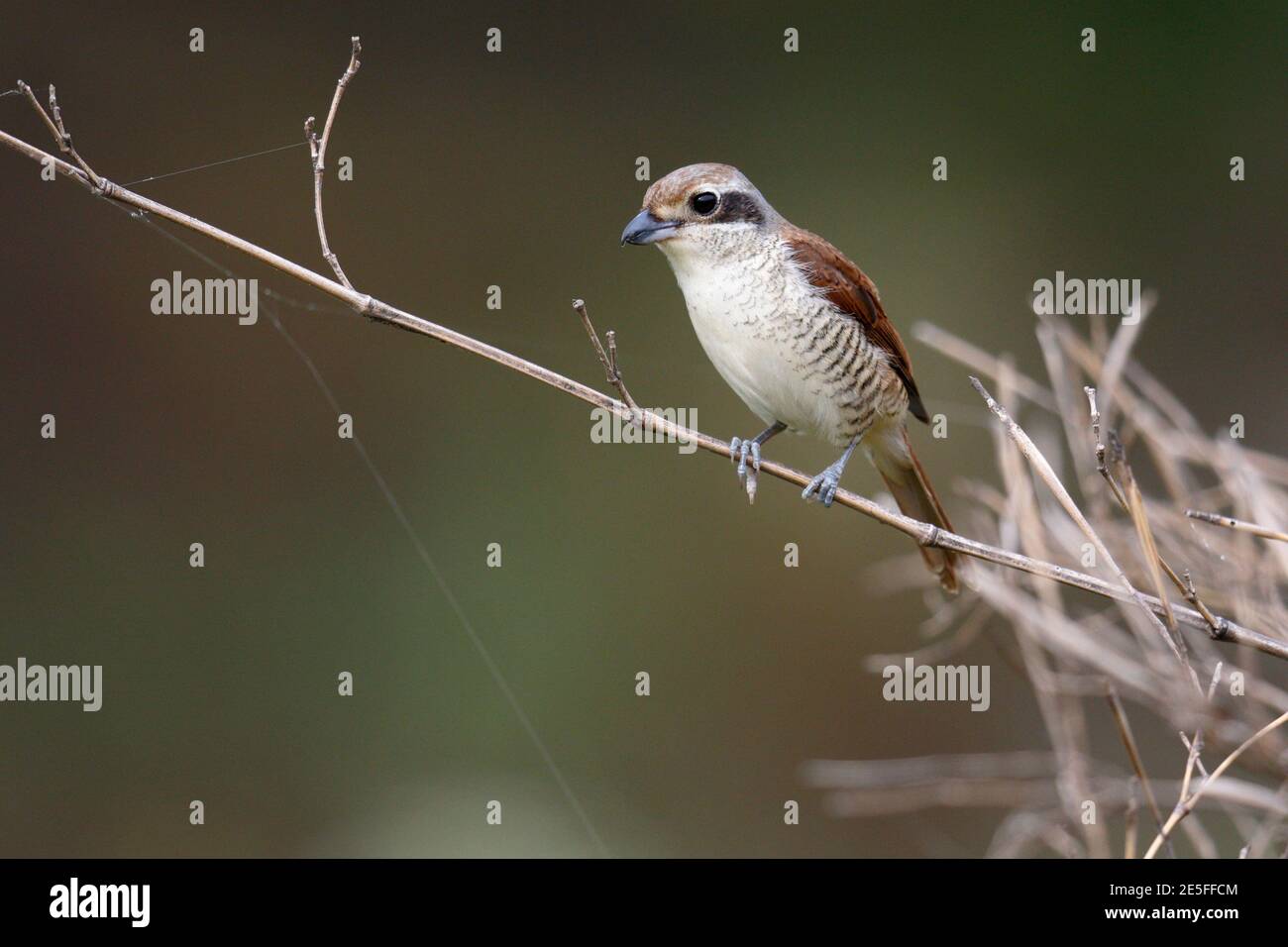 Laniidae hi-res stock photography and images - Alamy