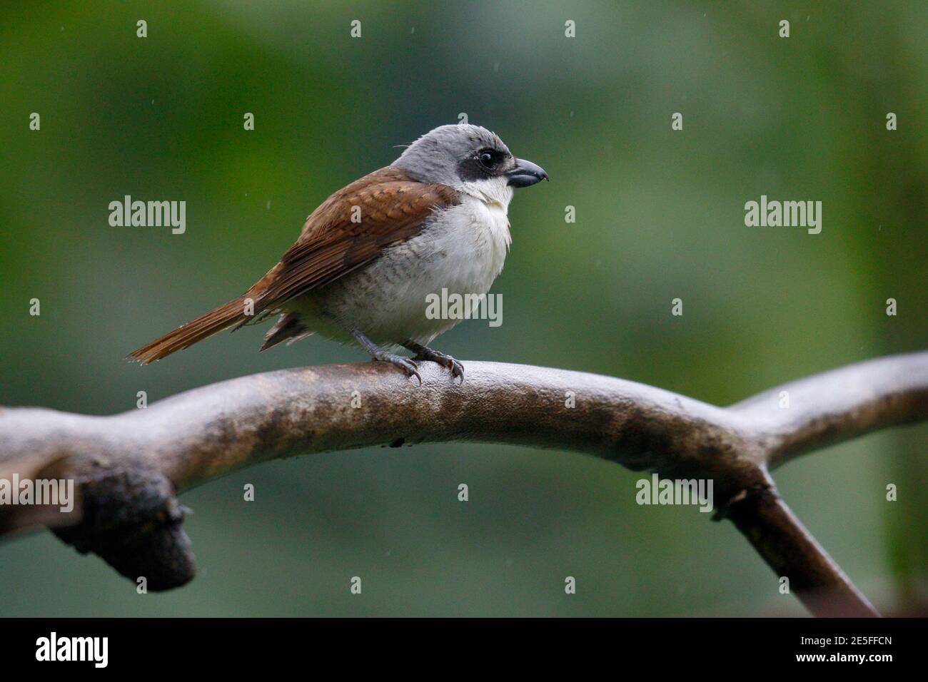 Laniidae High Resolution Stock Photography and Images - Alamy