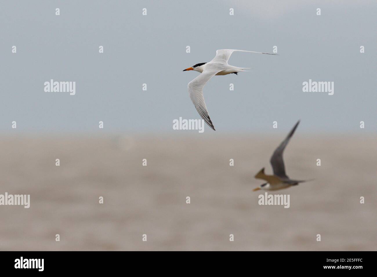 Chinese Crested Tern (Thalasseus bernsteini), Min River Estuary ...