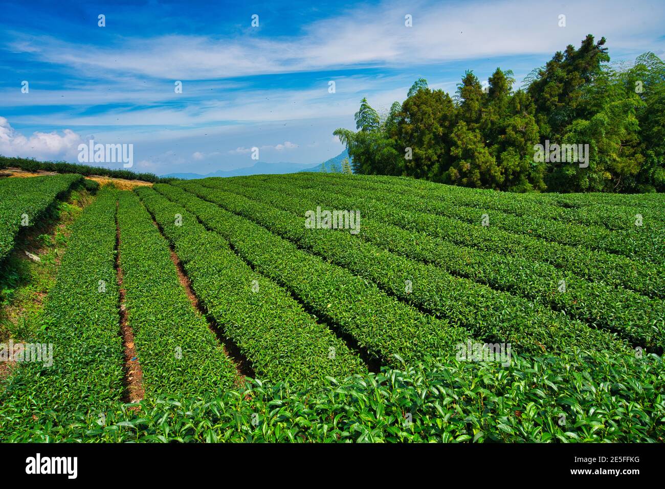 Blue sky and white clouds, rows of tea fields. Tea, bamboo, betel nut ...