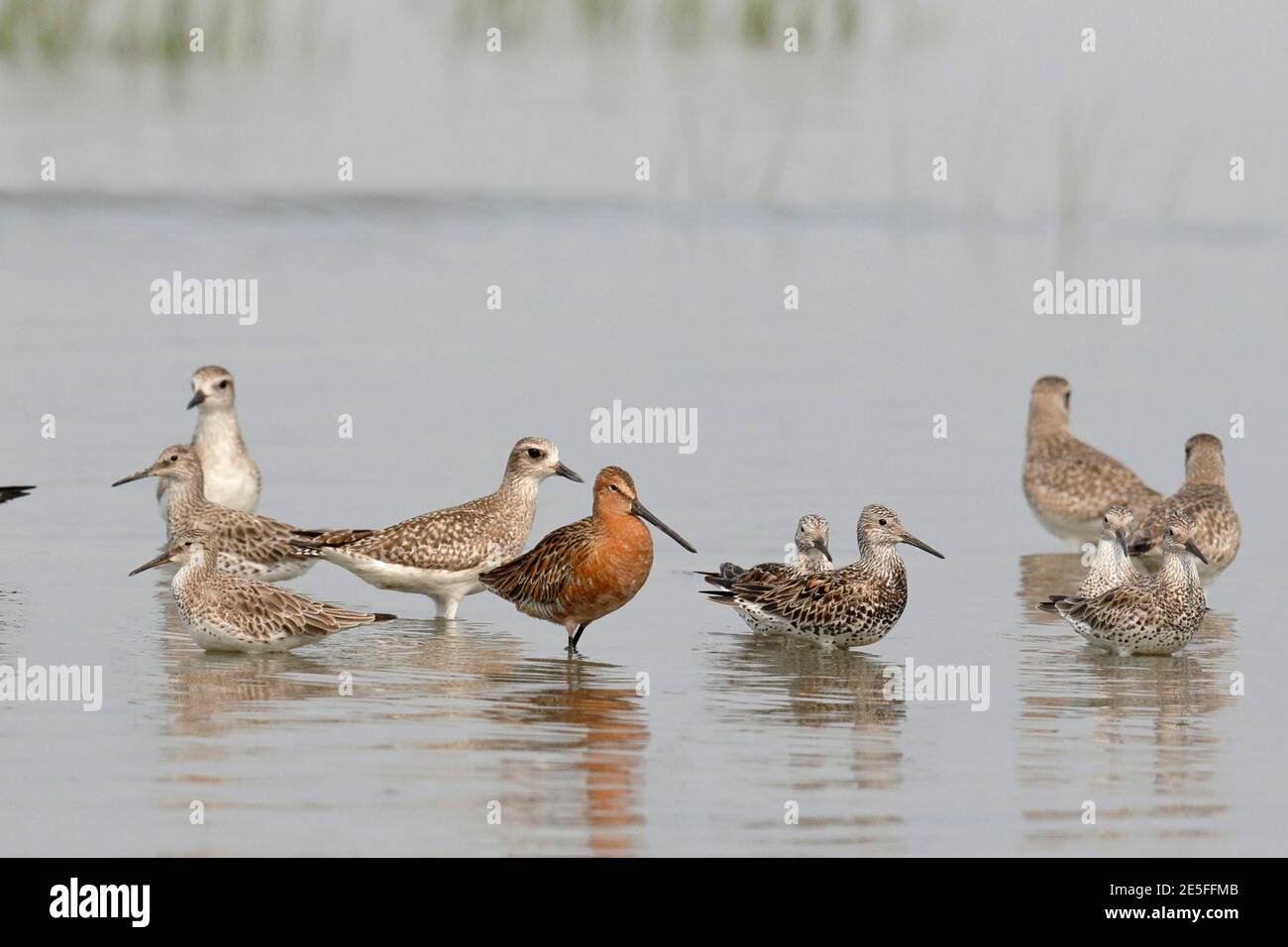 Asian dowitcher hi-res stock photography and images - Alamy