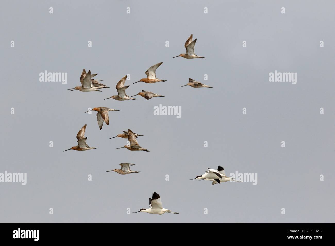 Asian dowitchers hi-res stock photography and images - Alamy