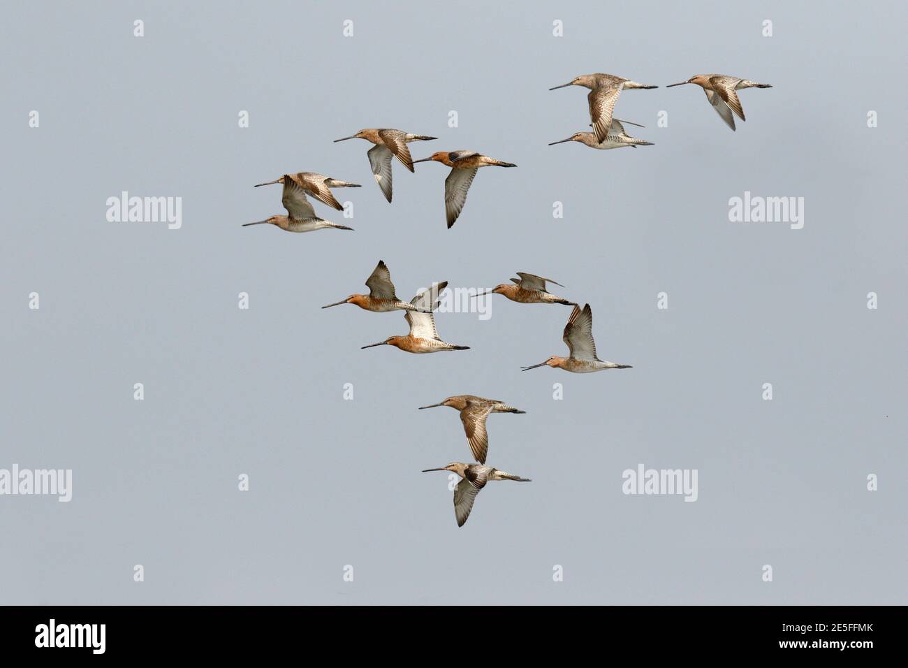 Asian dowitchers hi-res stock photography and images - Alamy