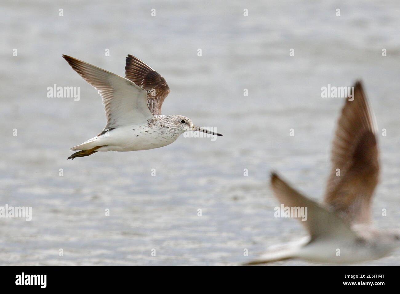 Guttifer hi-res stock photography and images - Alamy