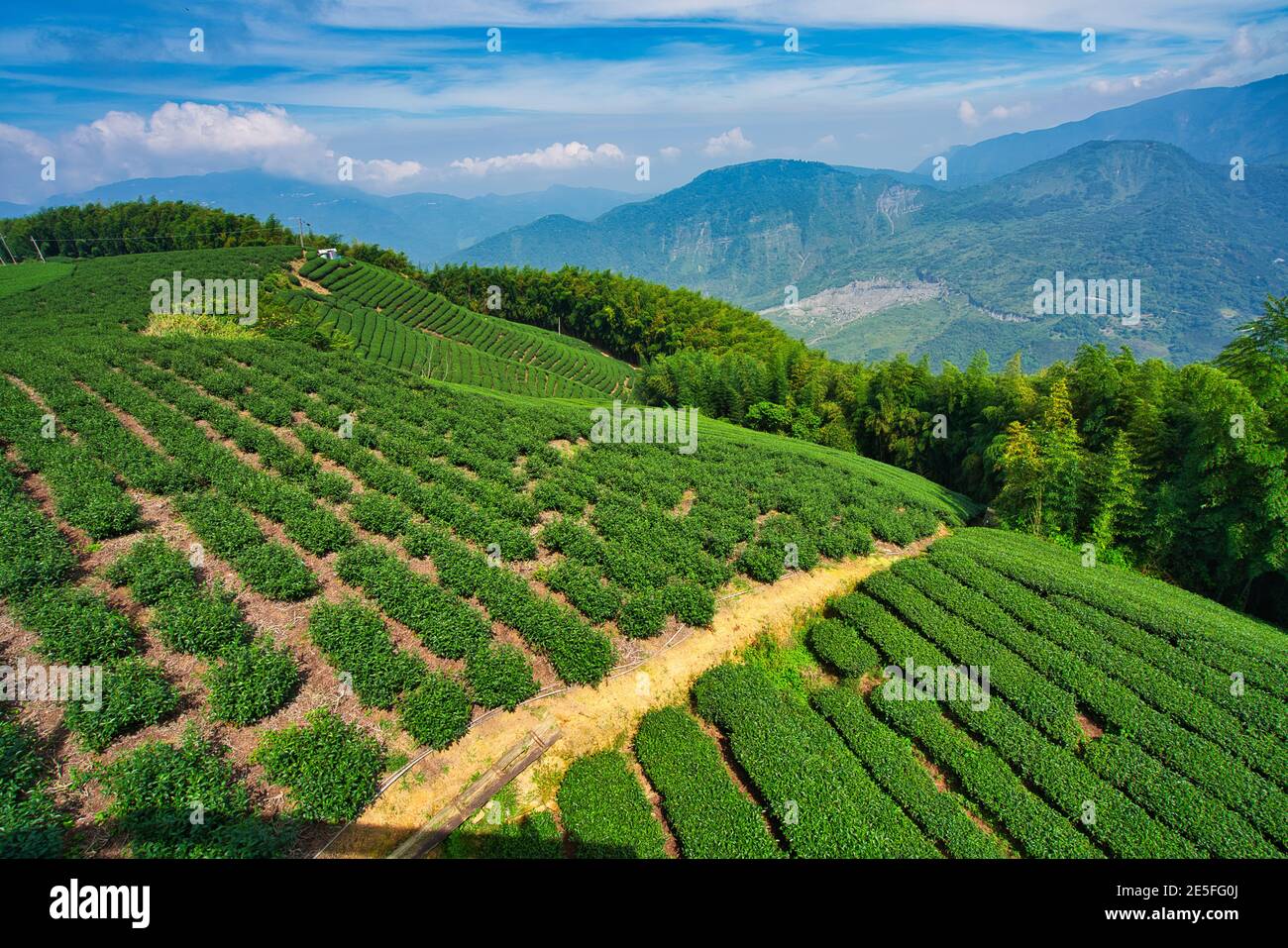 Tea agricultural plantation, clean and fresh early morning. Tea, bamboo ...