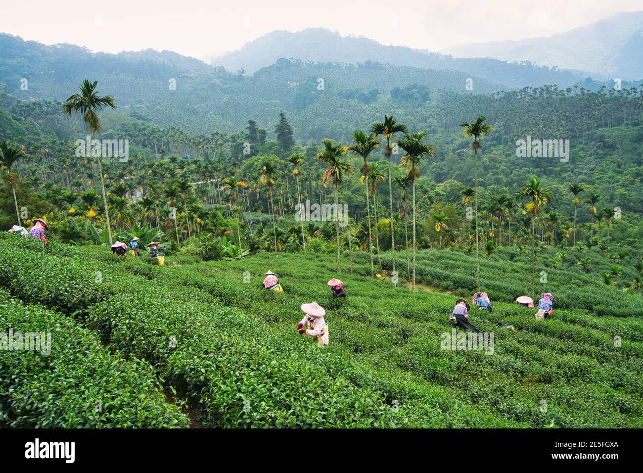 Tea farmers harvest tea leaves. Tea, bamboo, betel nut tree, Cattle ...