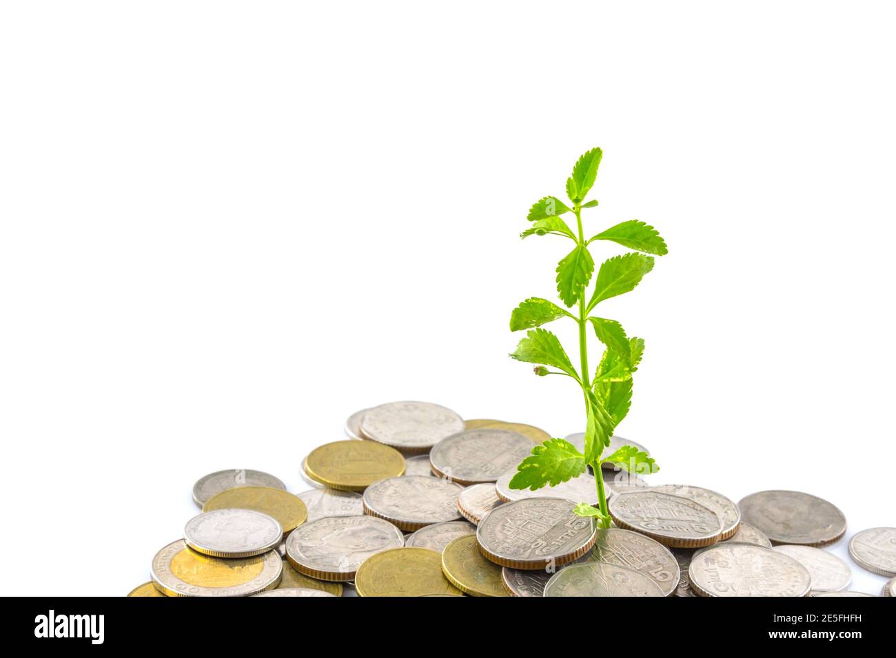 Money growing on trees hi-res stock photography and images - Alamy