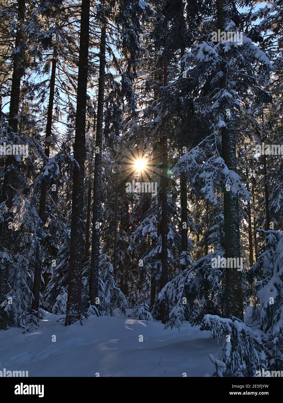 Shining through the snow hi-res stock photography and images - Alamy