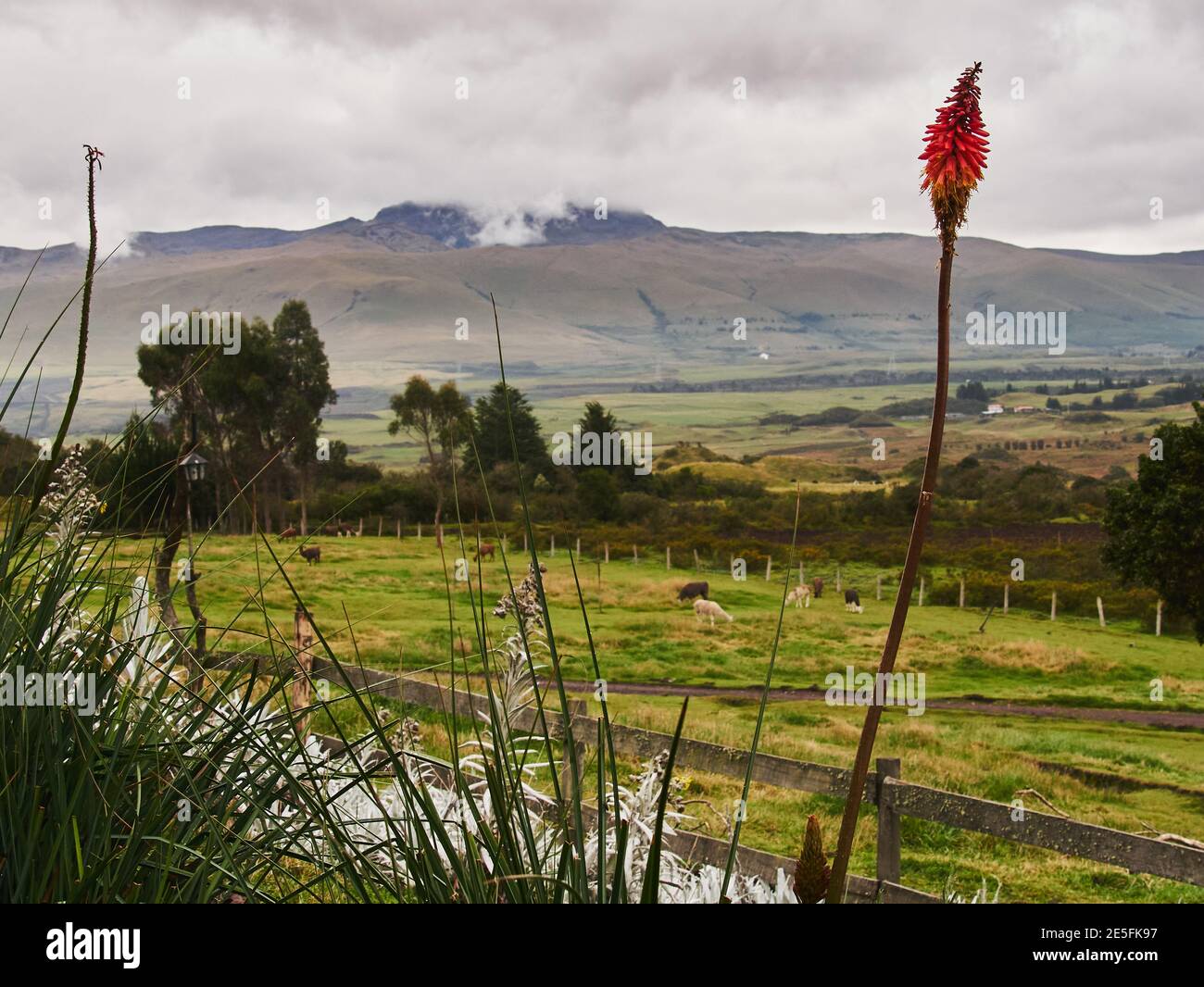 Ecuadorian Andean mountains showing paramo type vegetation Stock Photo ...