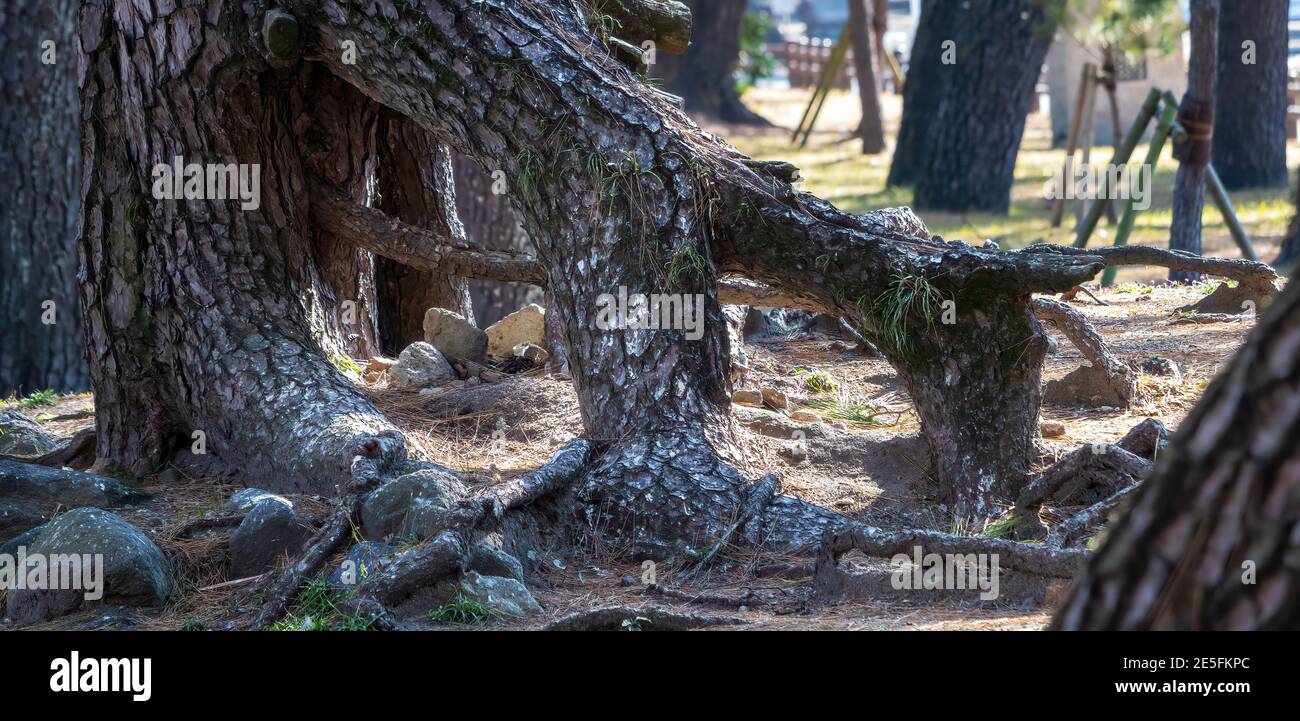 Large gaps between leaves hi-res stock photography and images - Alamy