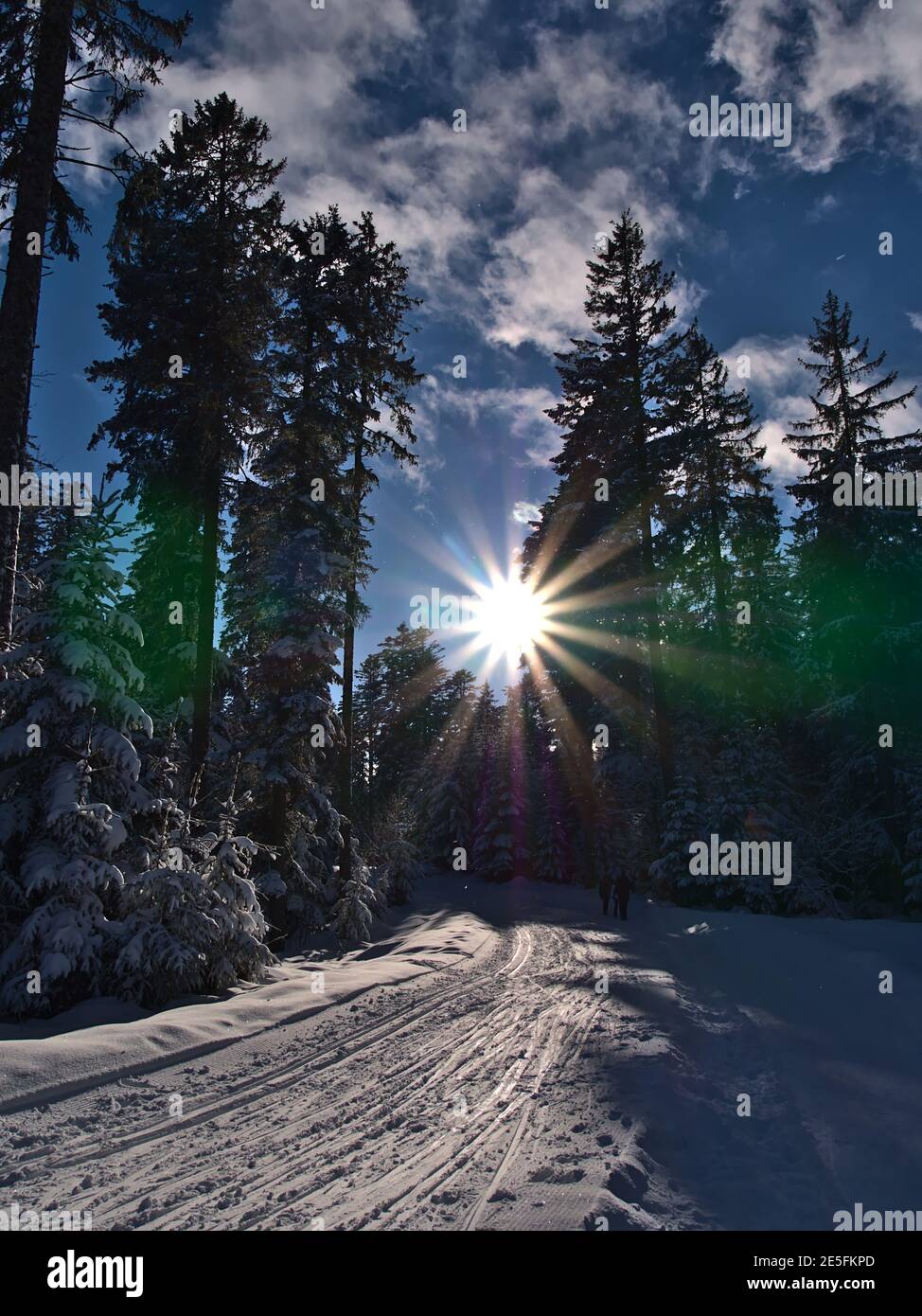 Backlit trees snow hi-res stock photography and images - Alamy