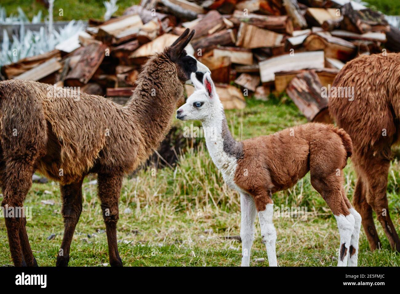 Llamas Alpaca in Andes Mountains, South America Stock Photo - Alamy
