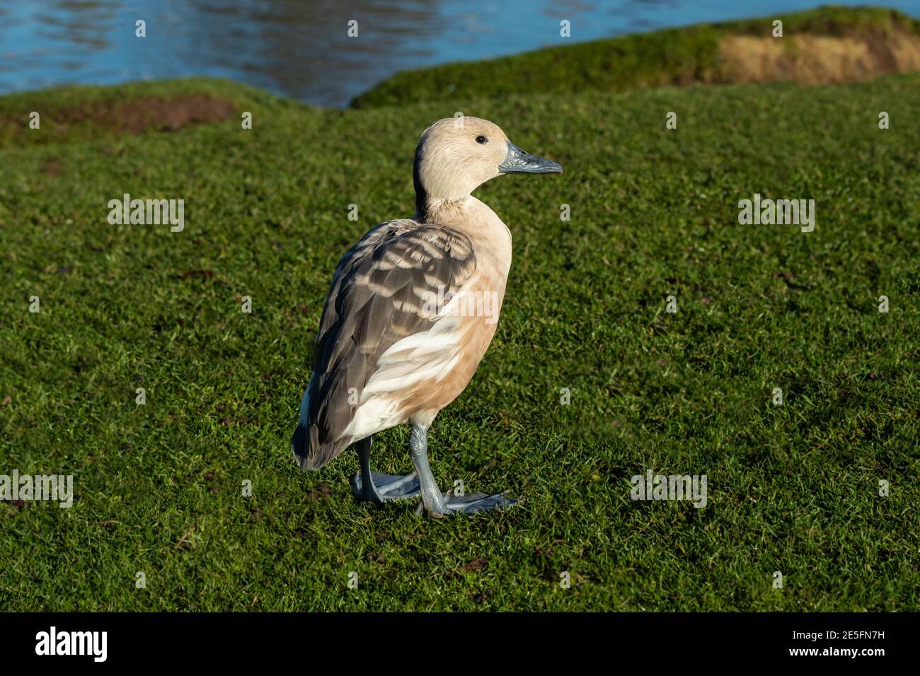 Tree duck hi-res stock photography and images - Alamy