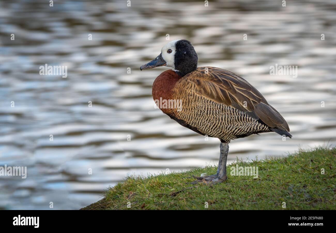 African duck hi-res stock photography and images - Alamy
