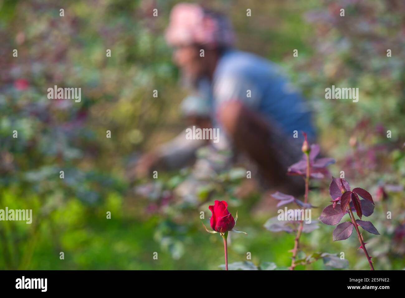 Savar tree hi-res stock photography and images - Alamy