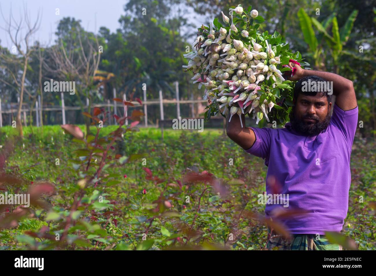 Rose bud cap hi-res stock photography and images - Alamy