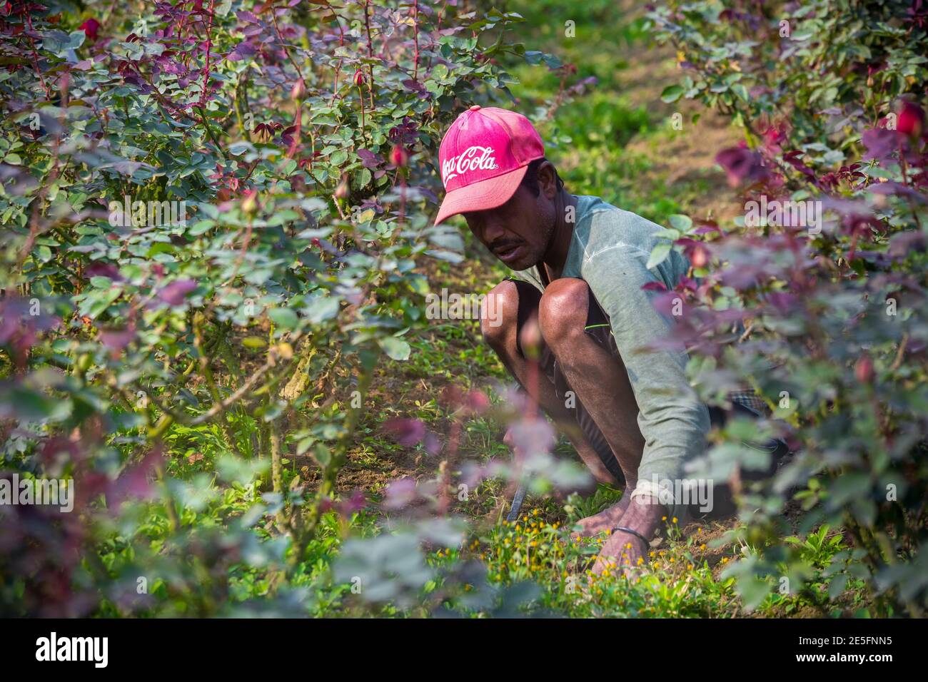 Bangladesh – February 06, 2020: A farmer is busy clearing weeds at the ...