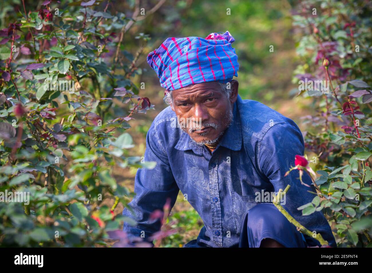 Savar tree hi-res stock photography and images - Alamy