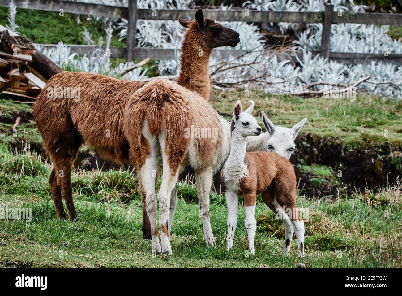 Llamas Alpaca in Andes Mountains, South America Stock Photo - Alamy