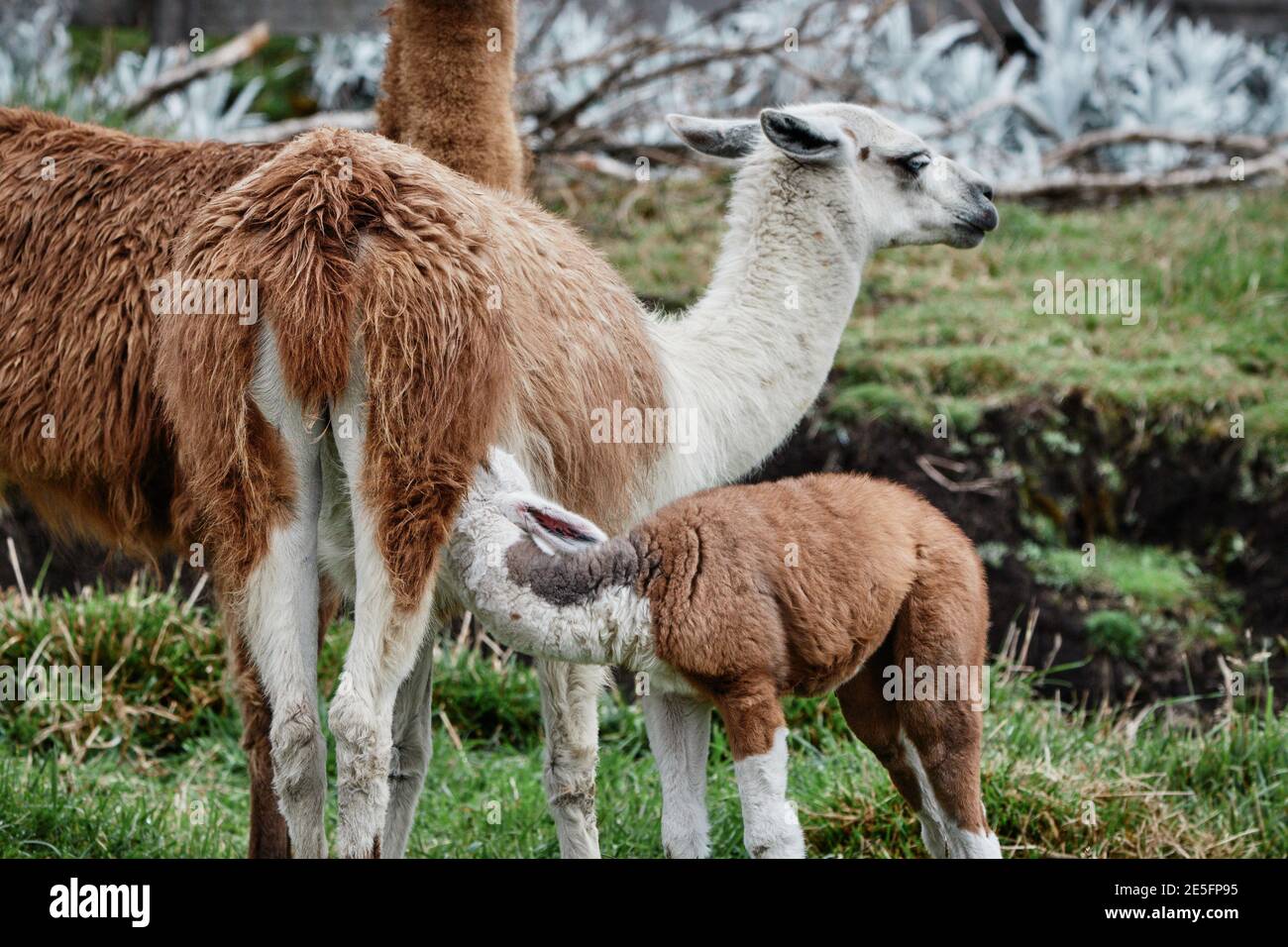 Llamas Alpaca in Andes Mountains, South America Stock Photo - Alamy