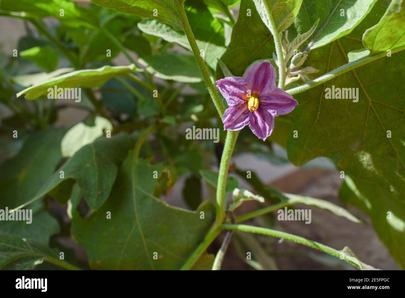 Brinjal flower hi-res stock photography and images - Alamy