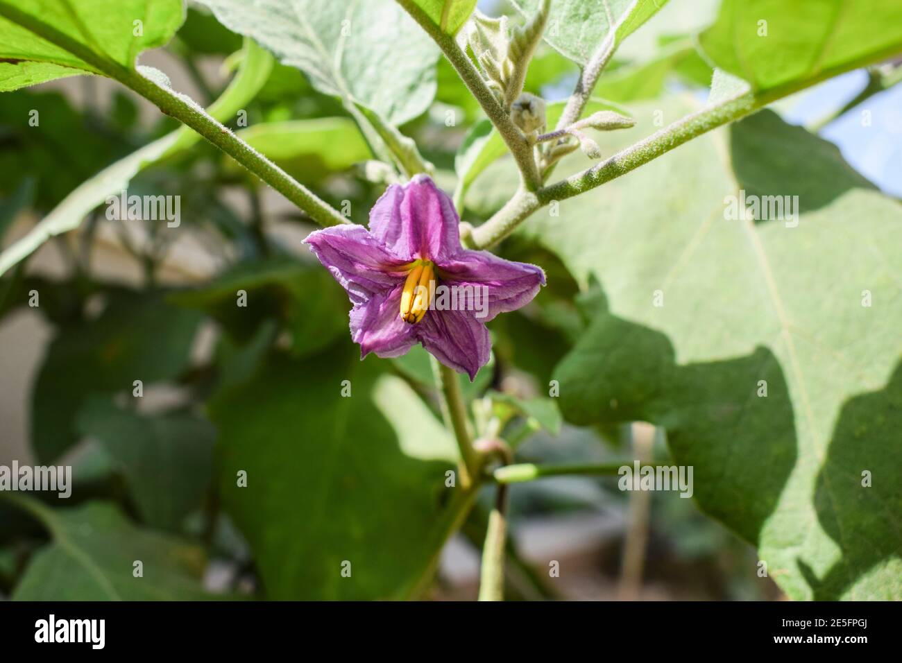 Brinjal flower hi-res stock photography and images - Alamy