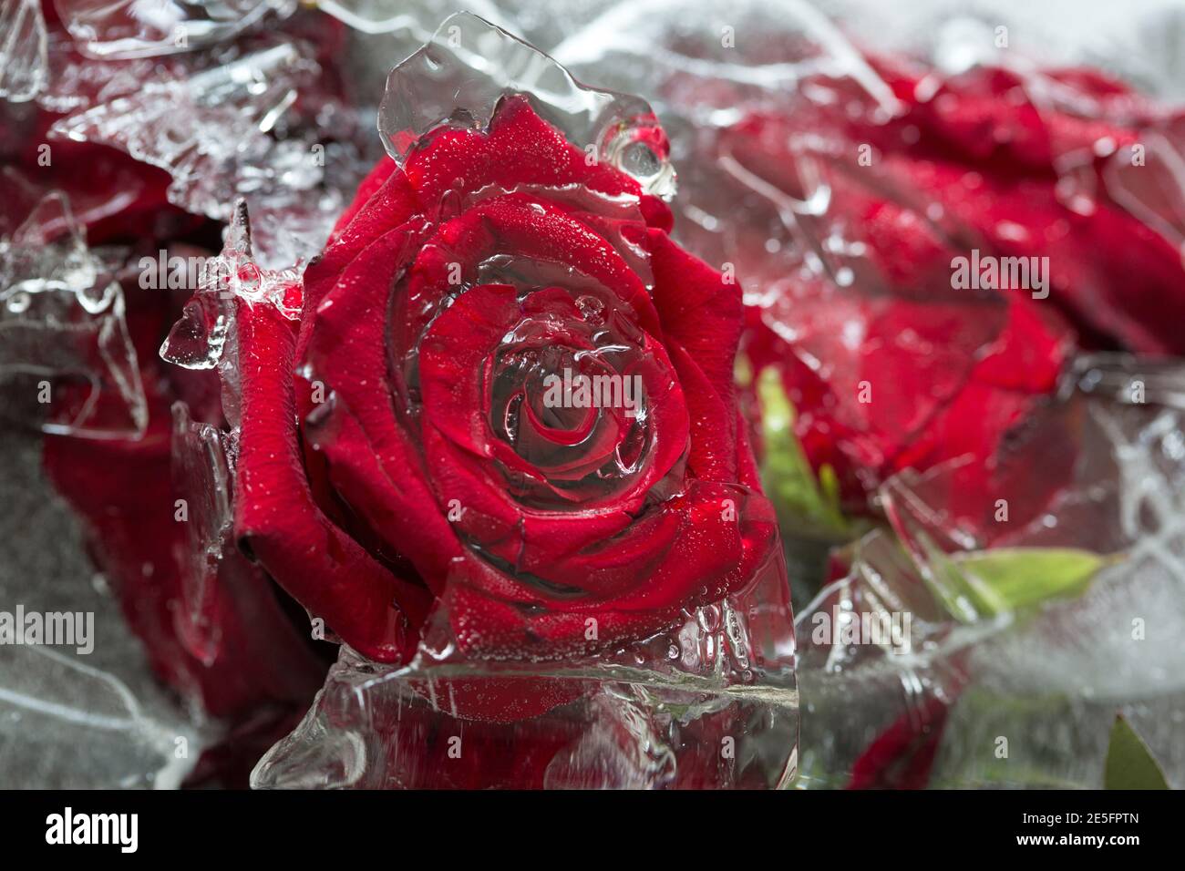 Frozen red roses, flowers in ice Stock Photo - Alamy