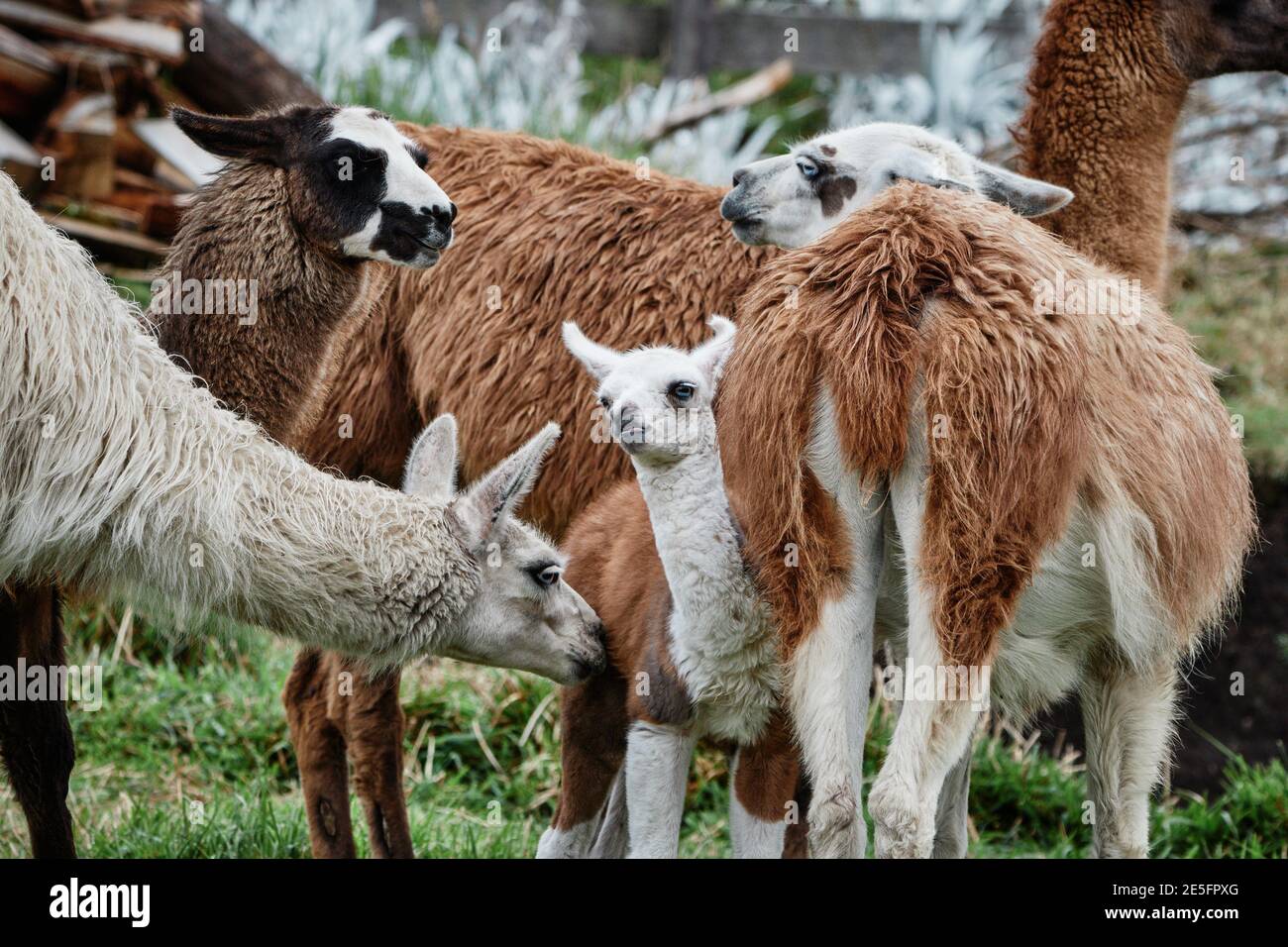 Llamas Alpaca in Andes Mountains, South America Stock Photo - Alamy