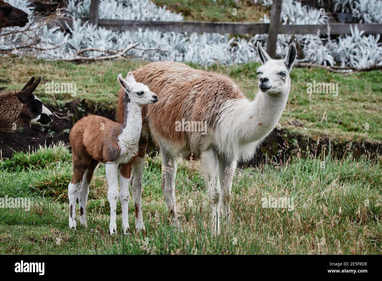 Llamas Alpaca in Andes Mountains, South America Stock Photo - Alamy