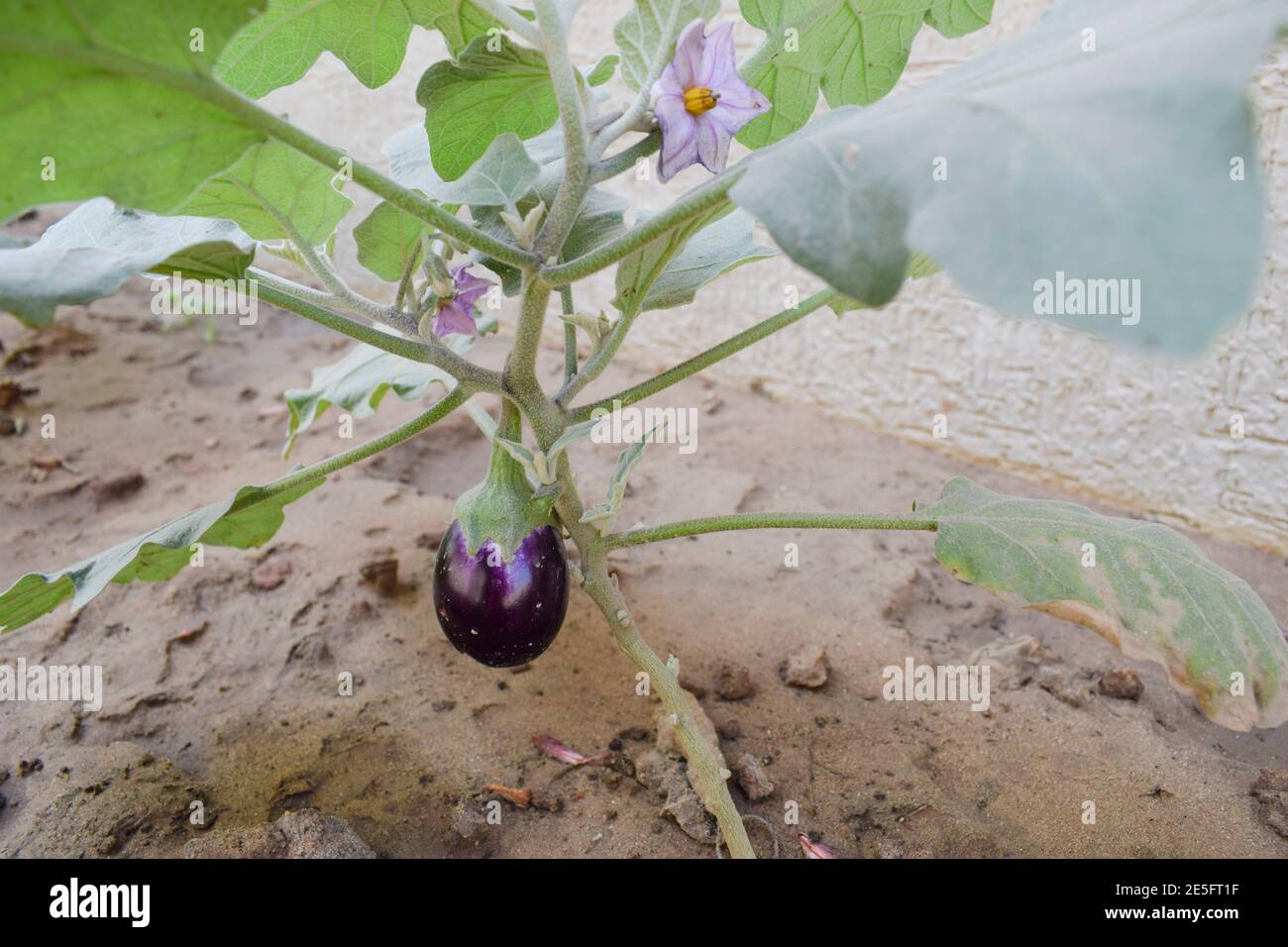 Brinjal or Aubergine plants shrubs with light violet flowers growing ...