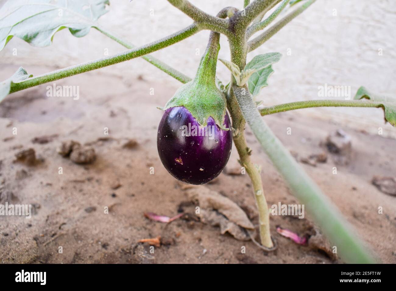 Purple brinjal hi-res stock photography and images - Alamy