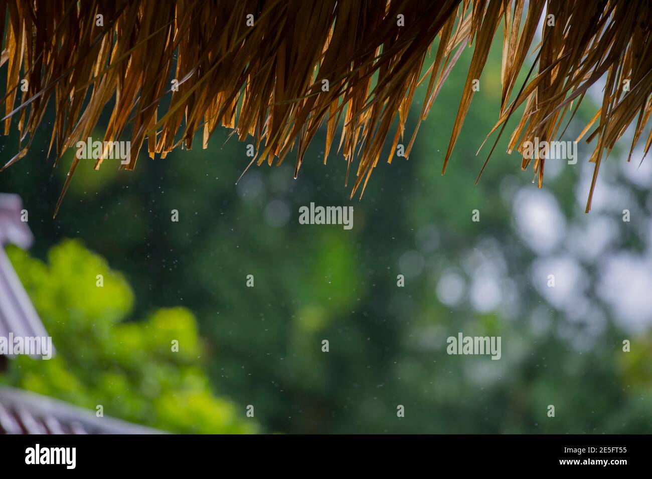 Tropical Straw Roof Hut High Resolution Stock Photography and Images ...