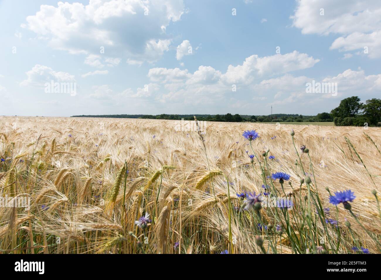 Corn flowers hi-res stock photography and images - Alamy