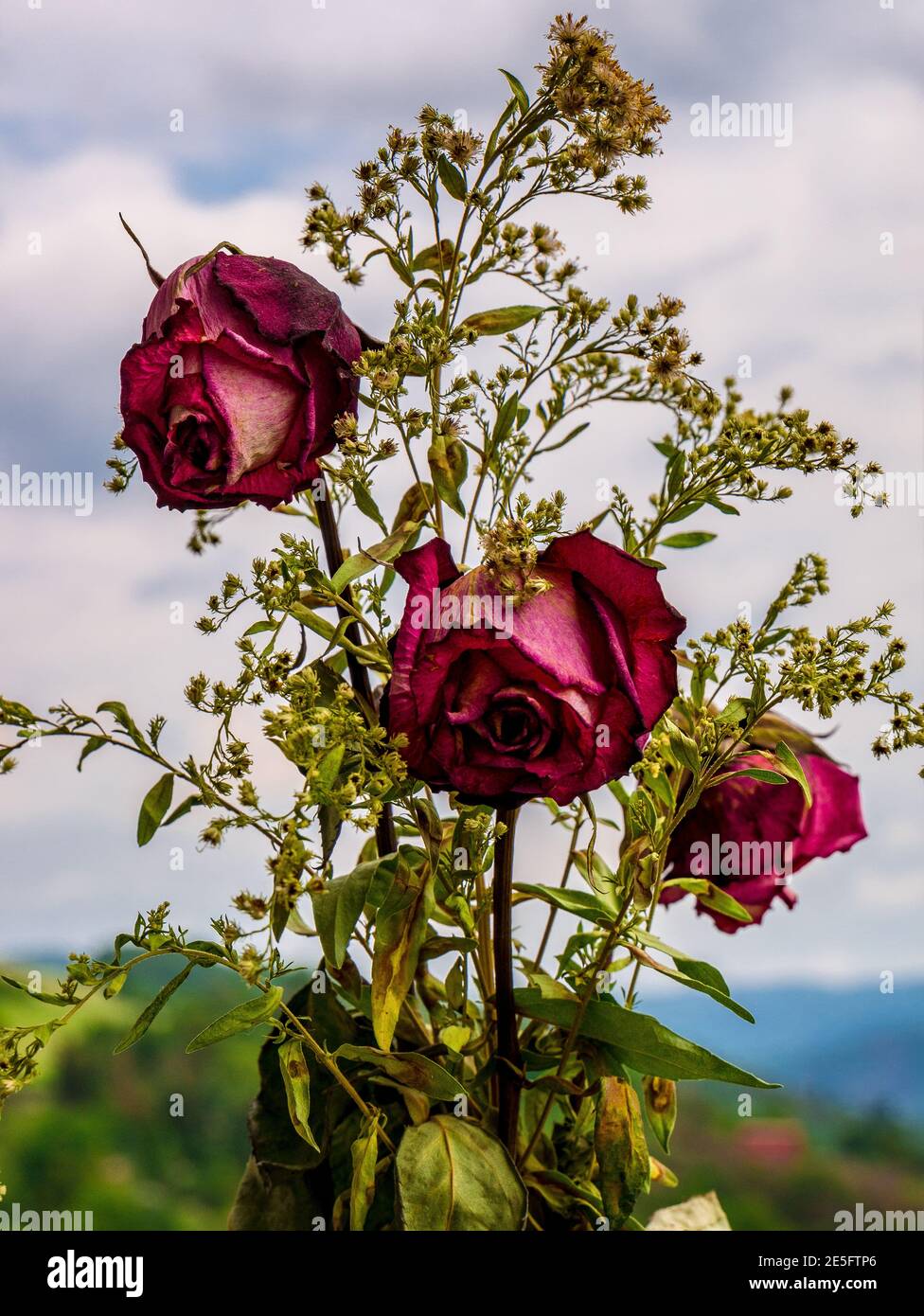 Beautiful puget of three old dried purple red roses Stock Photo - Alamy