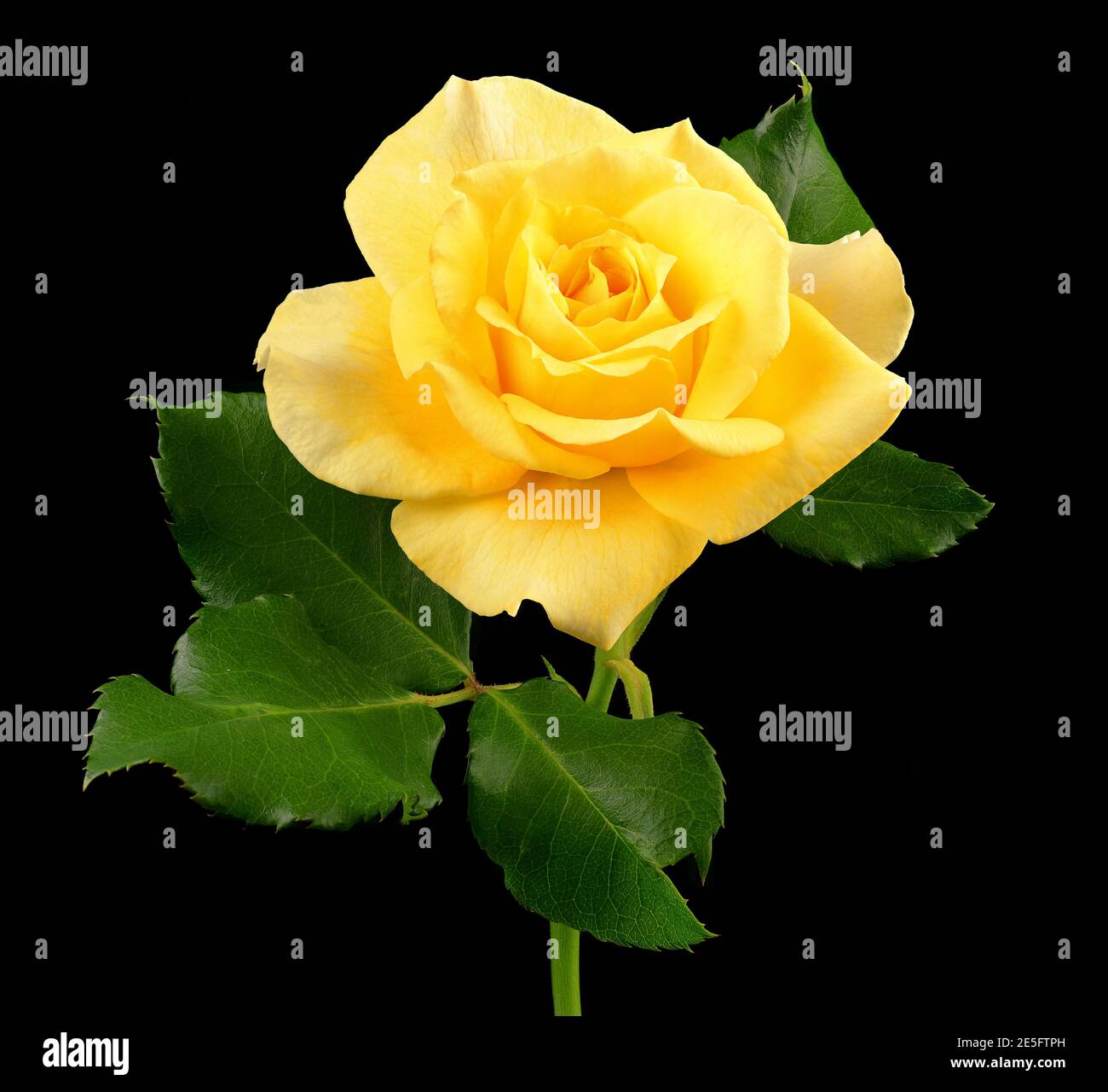 Yellow rose flower isolated Stock Photo - Alamy