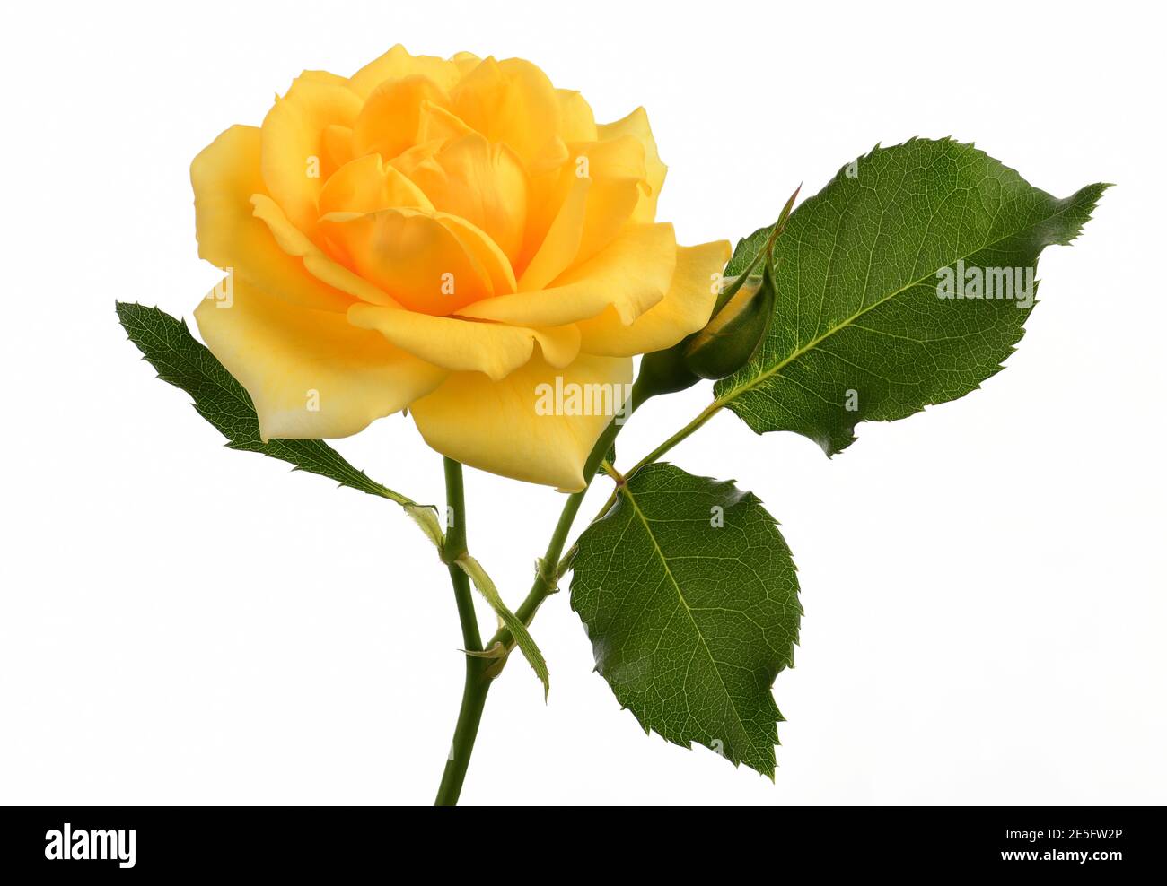 Pink rose yellow orange Cut Out Stock Images & Pictures - Alamy