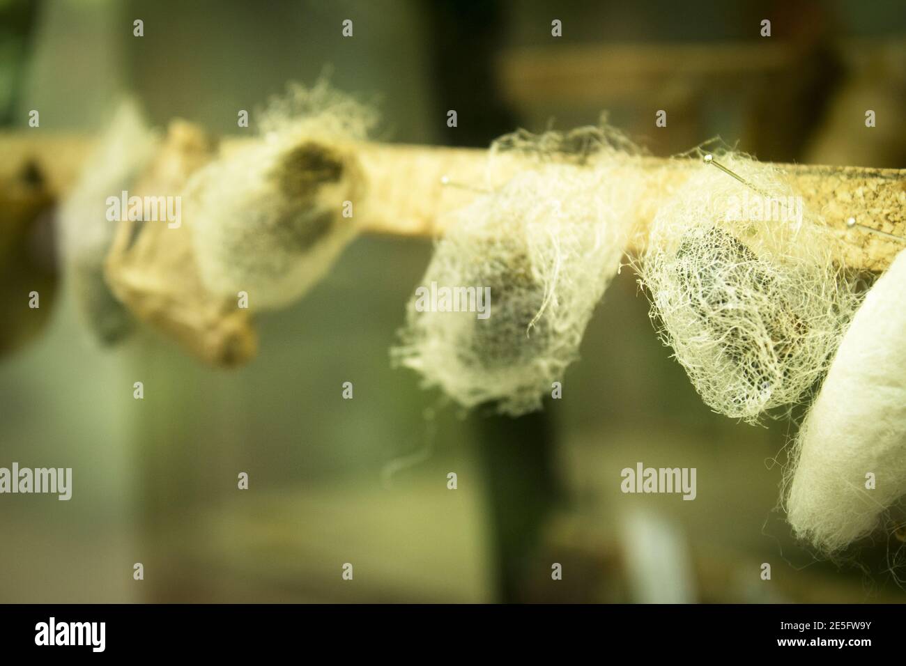 Butterfly being born hi-res stock photography and images - Alamy