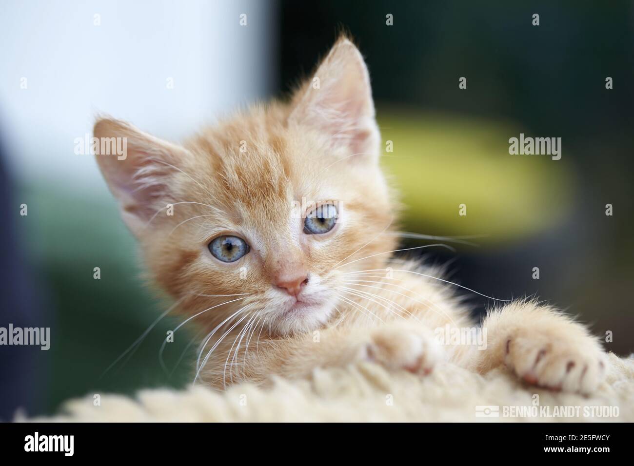 Cute ginger kitten looking for something with a raised fluffy paw Stock ...