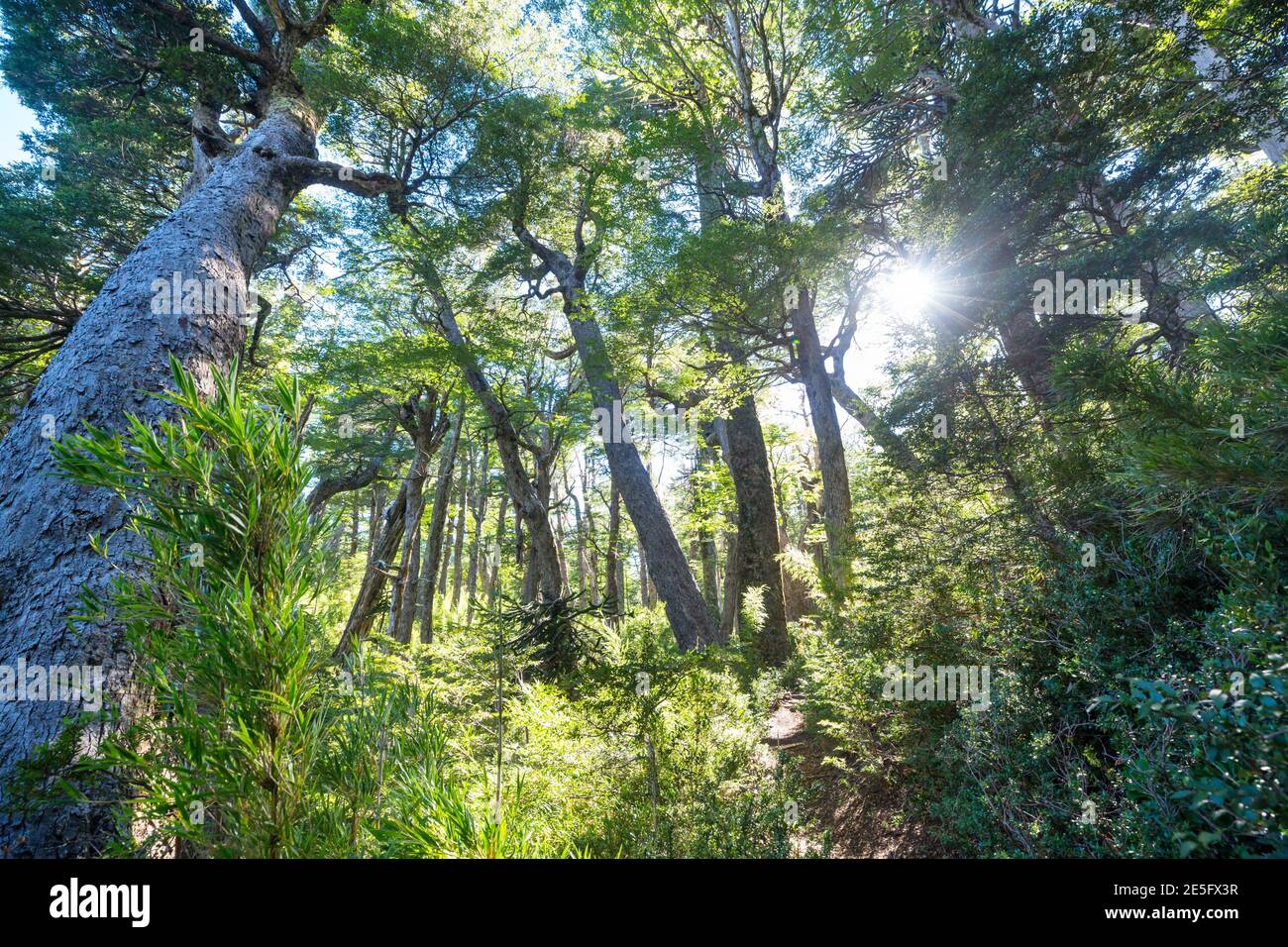 Unusual Araucaria (Araucaria araucana) trees in Andes mountains, Chile ...