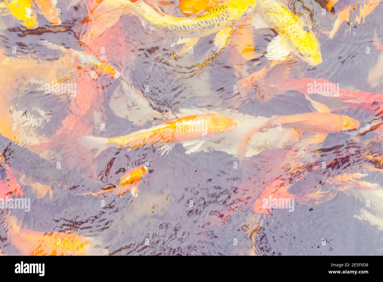 Koi carp fish swiming hi-res stock photography and images - Alamy
