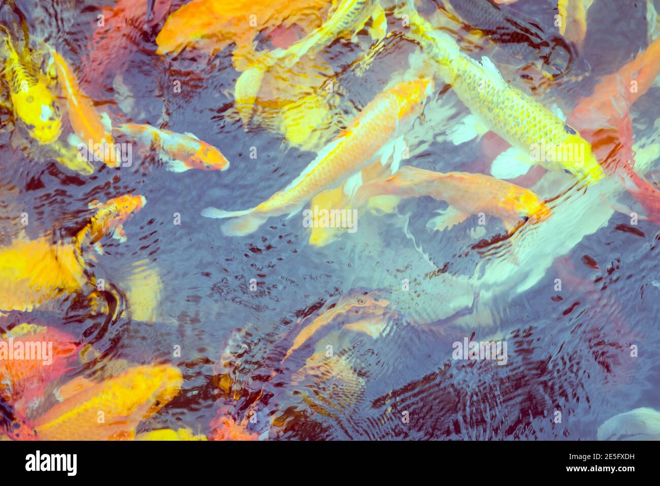 Koi carp fish swiming hi-res stock photography and images - Alamy