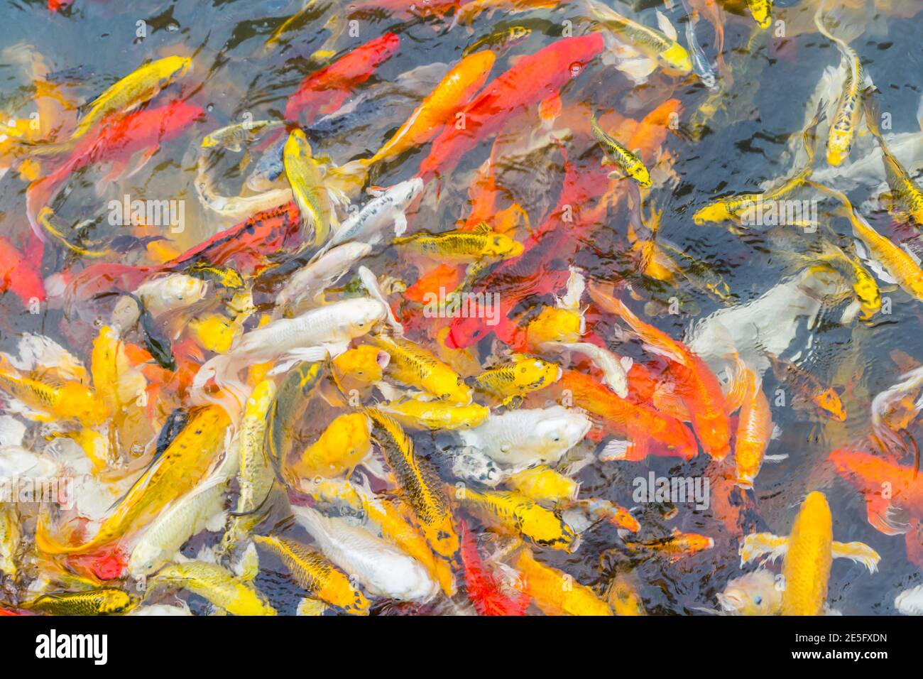 Koi carp fish swiming hi-res stock photography and images - Alamy