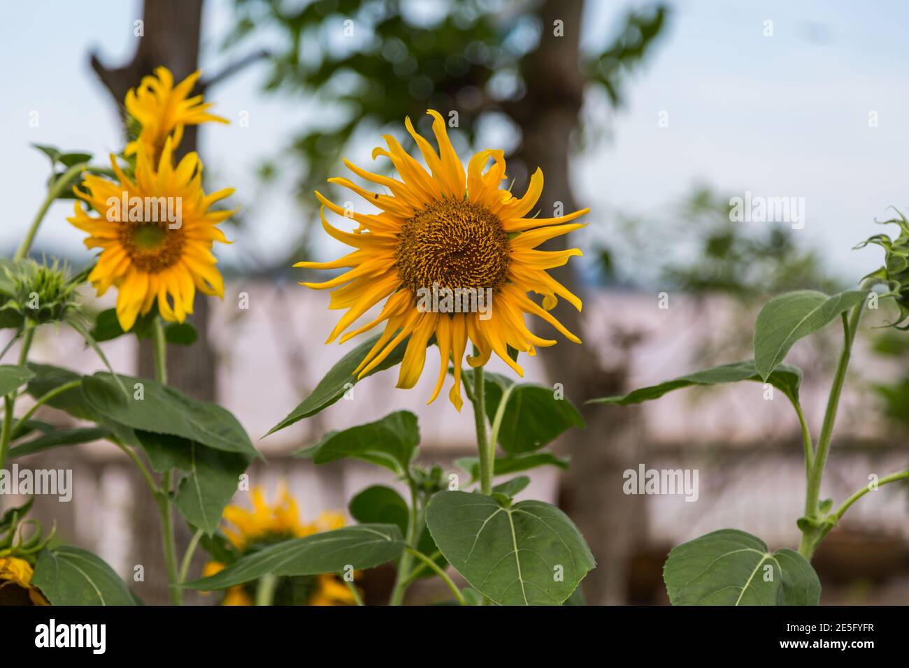 Sunflower under blue sky ,Flower Stock Photo - Alamy