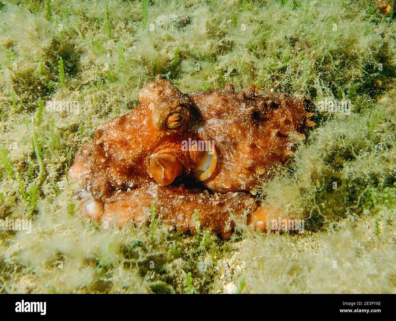 Octopus on a rock covered by seaweeds Stock Photo - Alamy