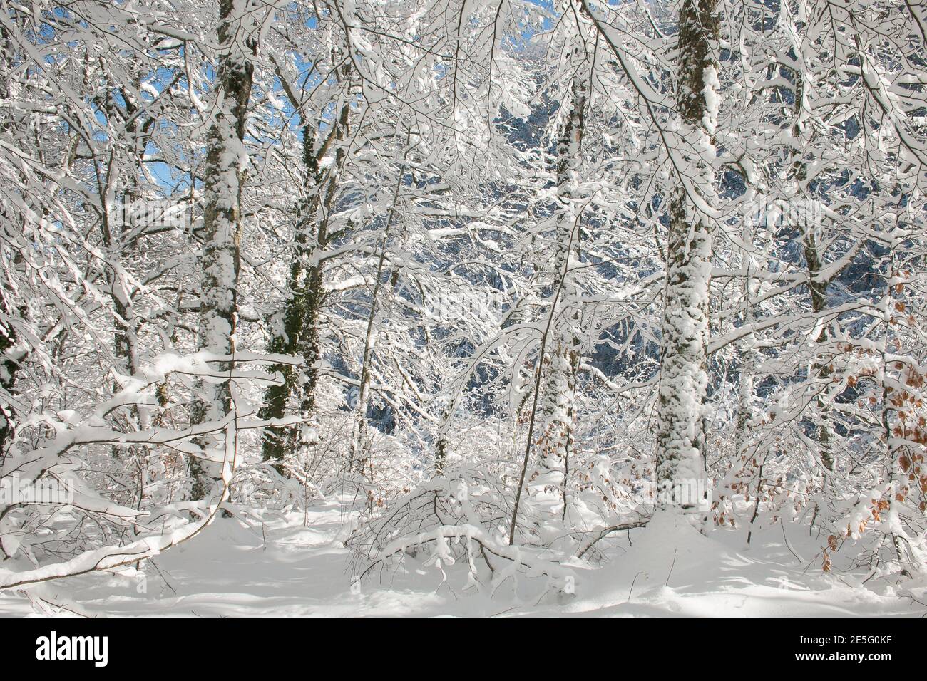 Wonderful forest hi-res stock photography and images - Alamy