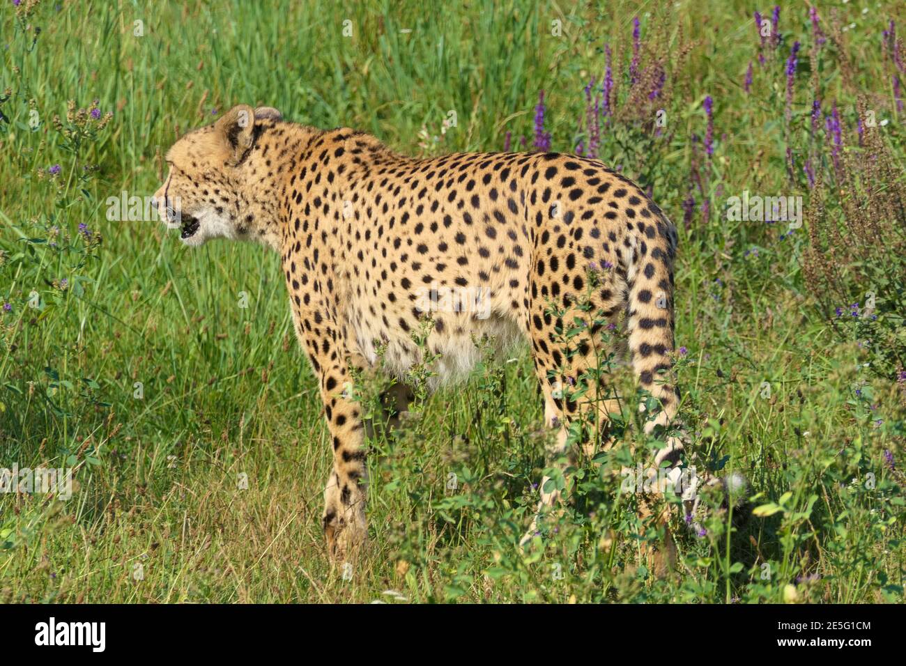 African cheetah creeps through tall grass, picture from his perspective ...