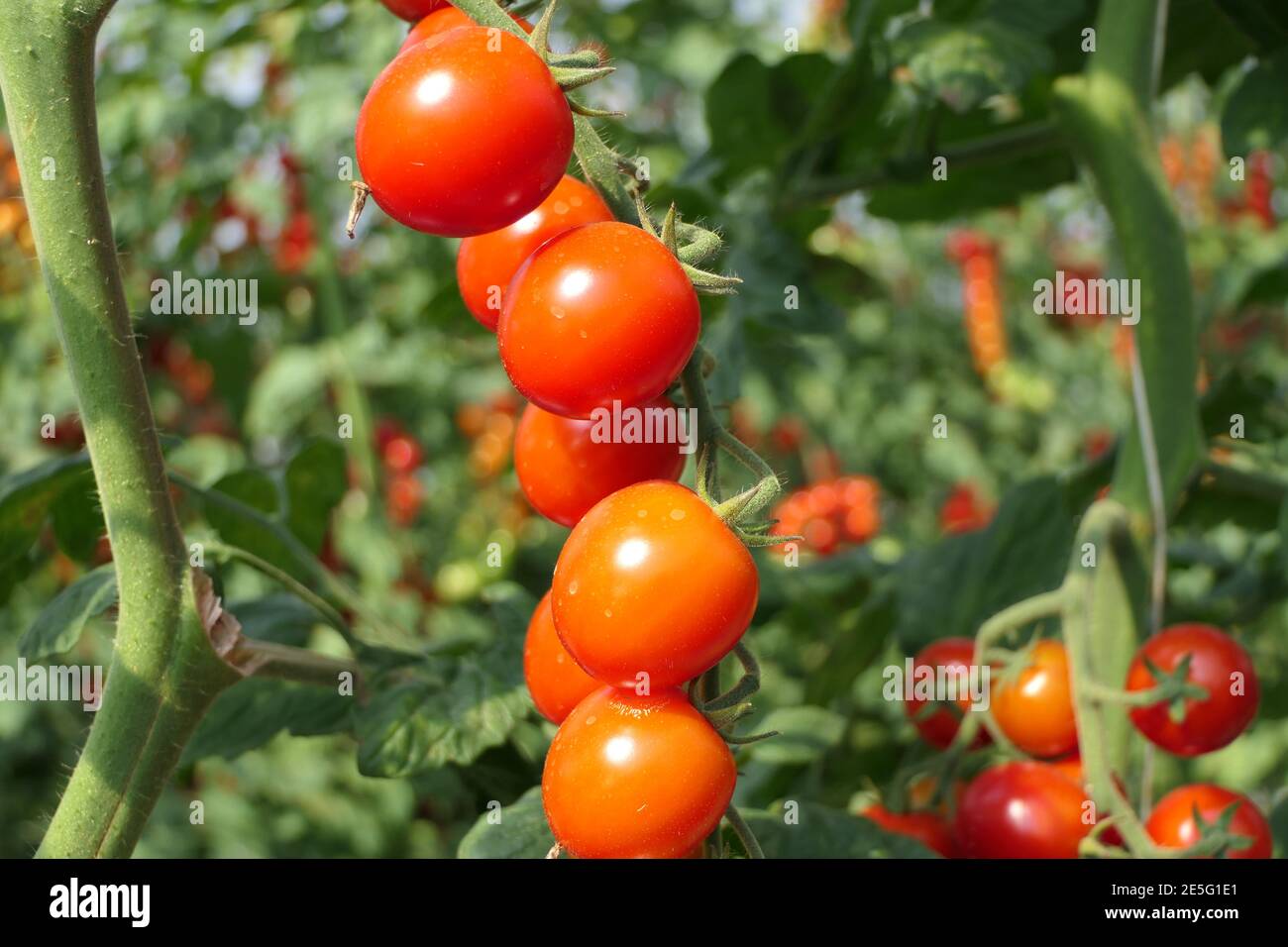 Petit tomato hi-res stock photography and images - Alamy