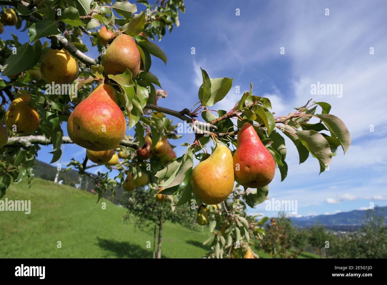 Red pears on tree in orchard hi-res stock photography and images - Alamy